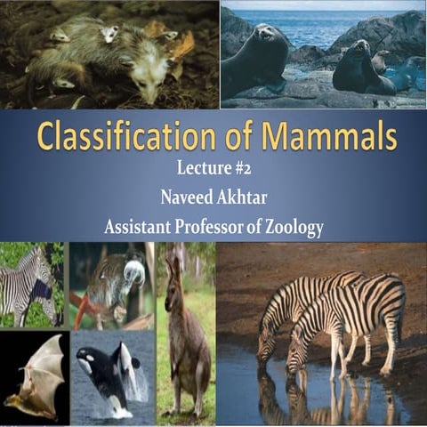 Classification of Mammals | PPTX | Geography | Science