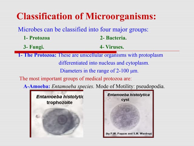 Classification of bacteria | PPTX | Biological Sciences | Science