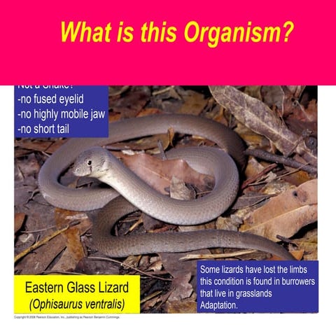 Classification of Organisms Part 2.ppt final | PPT