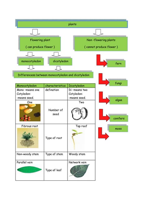 Plant Classification Worksheet