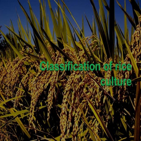 Classification of rice culture | PPTX