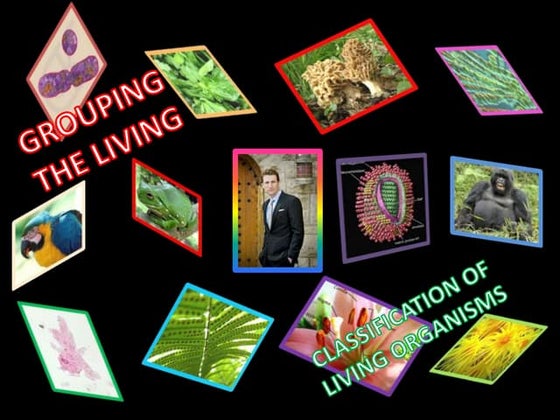 Invertebrates class ppt | PPT