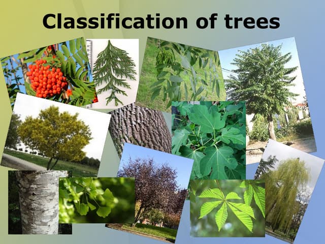 Ornamental trees in landscape india.pptx