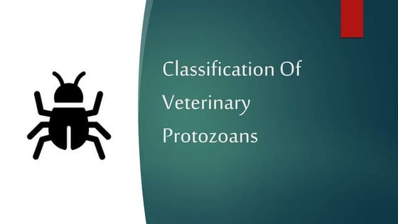 Protozoa | PPTX | Biological Sciences | Science