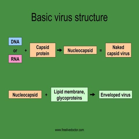 Classification Of Virus[Summary] | PPT