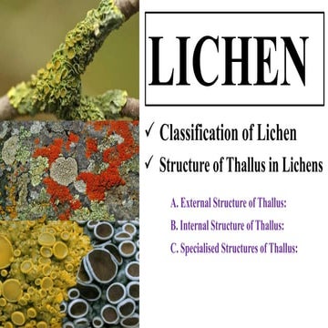 Structure and Classification of Lichen.pptx | Geography | Science