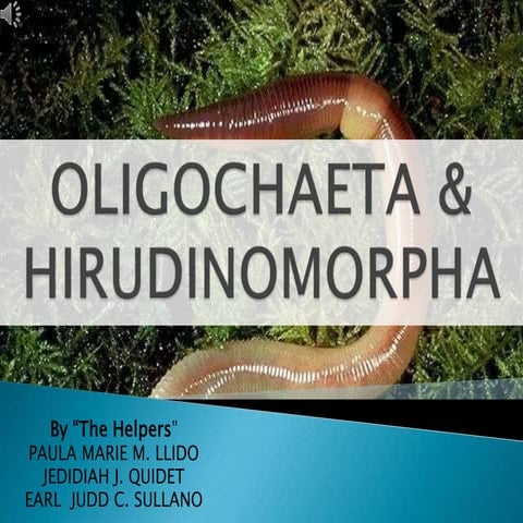 Class oligochaeta & hirudinea | PPTX