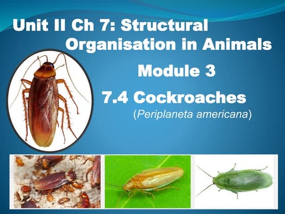 MORPHOLOGY OF PRAWN (Penaeus indicus) | PPTX