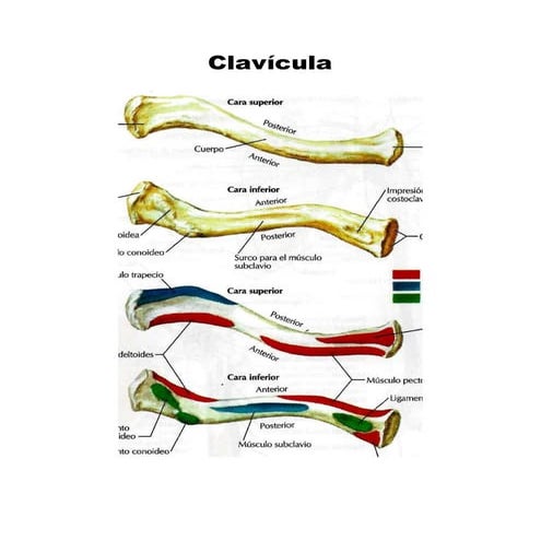 Clavícula.docx