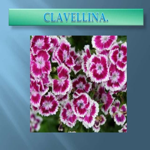 Clavellina | PPTX