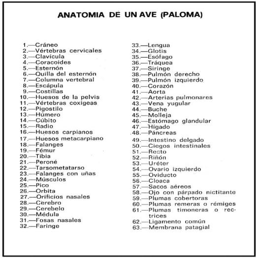 Claves anatomia ave | PDF