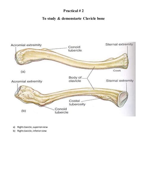 anatomy of clavicle | PDF