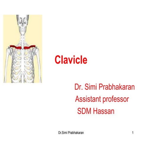 Anatomy of the Clavicle: Structure, Articulations & Muscle Attachments | PPTX