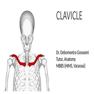CLAVICLE BONE OF UPPER LIMB AND THORAX.pptx