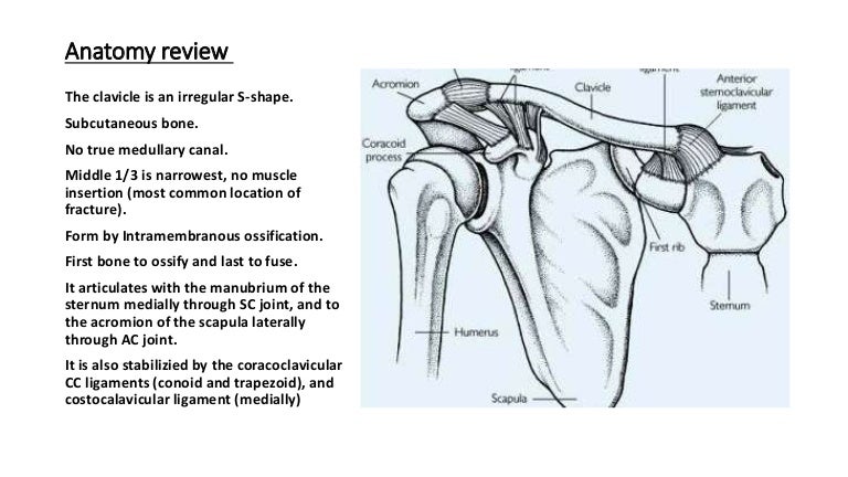 Clavicular fracture & acj injury