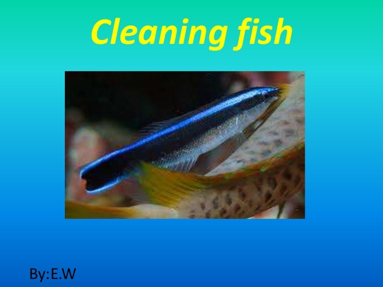 Cleaning fish