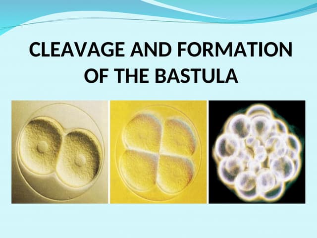 Blastulation | PPTX