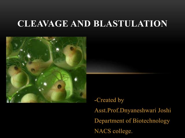 Blastulation | PPTX