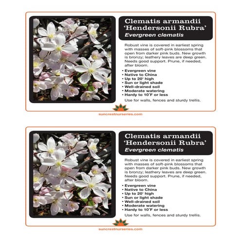 Clematis armandii 'hendersonii rubra' label | PDF
