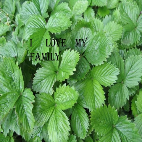 Cleo presentation | PPTX