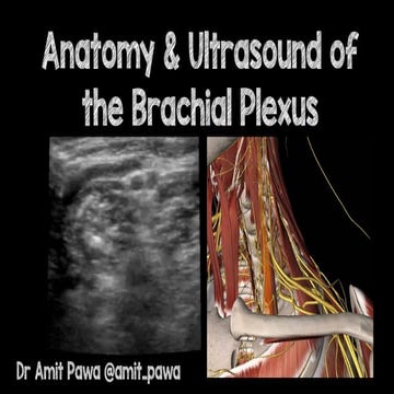 Trunk Blocks - Plan A Blocks - Royal College of Anaesthetists ...