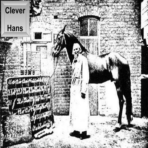 Clever Hans | PPT