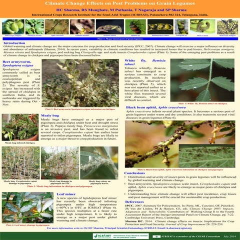 Management of Insect Pests of Food Legumes in West and Central Asia and ...