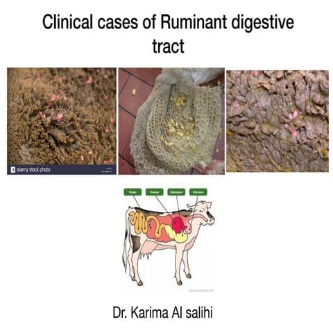 Clinical cases of ruminant digestive tract | PDF | Digestive Disorders ...