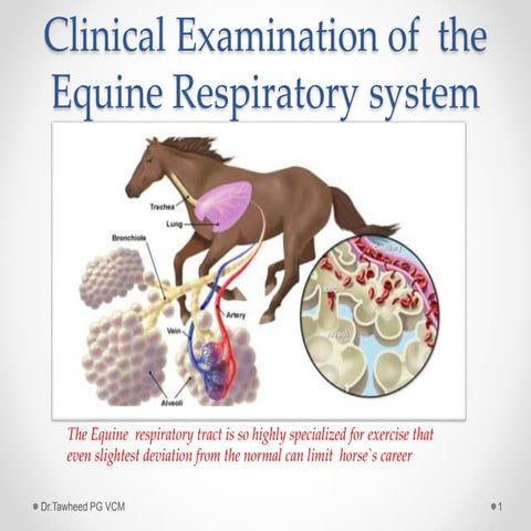 Clinical examination of the equine respiratory system | PPTX
