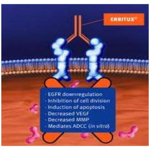 Clinical studies erbitux | PPTX