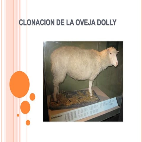 Proceso De Clonacion De La Oveja Dolly