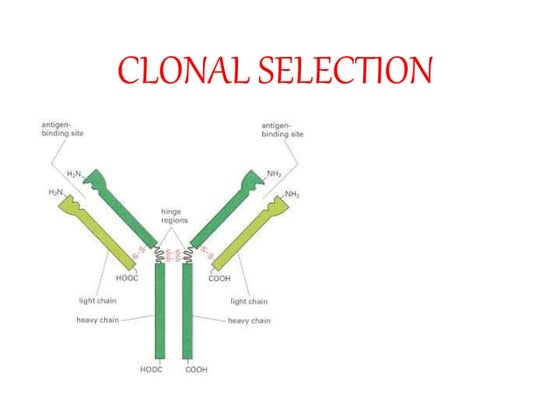 Theories of Antibody production | PPT