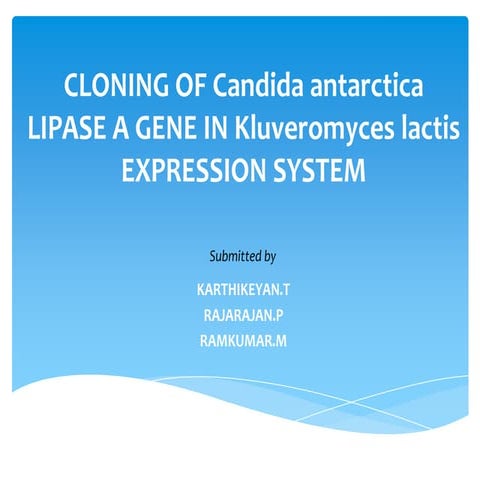 Cloning of candida antarctica lipase a gene in to kluveromyces lactis ...
