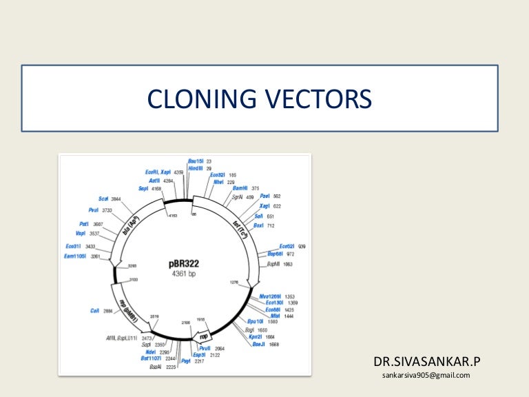 Cloning Vector