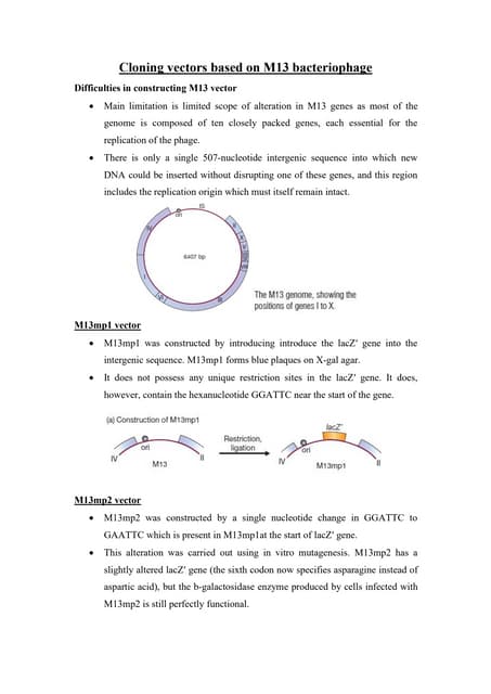 Methylases | PPT