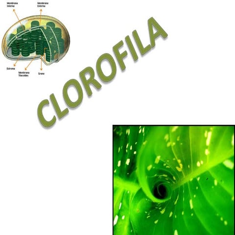 Clorofila | PPTX