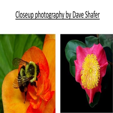 Closeup photography by Dave Shafer | PPT