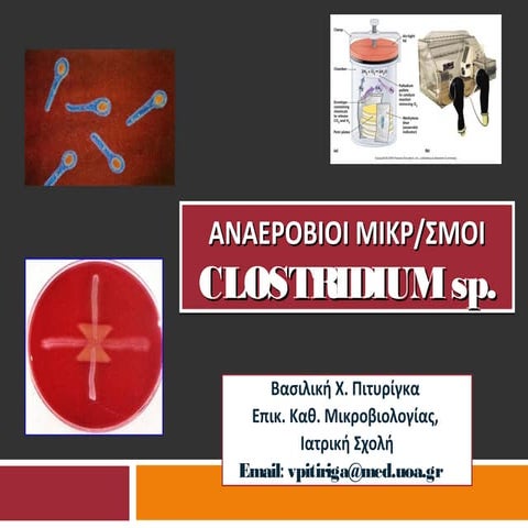 Clostridia sp. | PPT