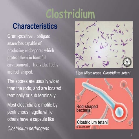 Clostridium (1).pdf
