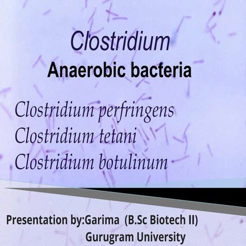 Clostridium spp. (Practical Medical Microbiology, 13) | PDF