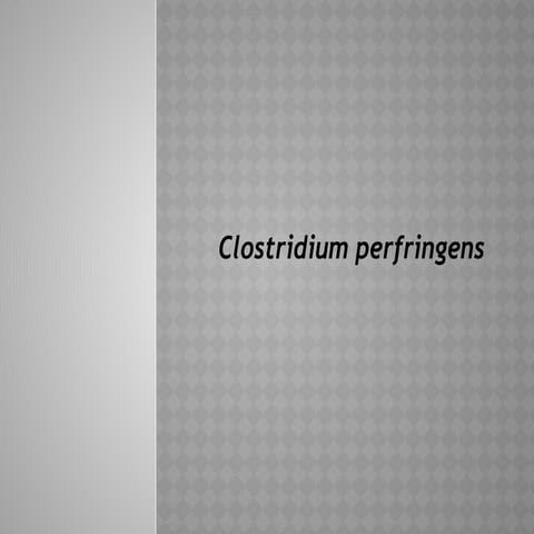 Clostridium perfringens.pptxfeeeeeeeeeeeeeeeeeeeee | PPT