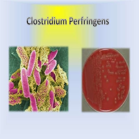 Clostridium perfringens