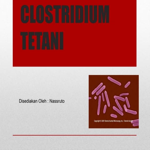 CLOSTRIDIUM TETANI | PPT