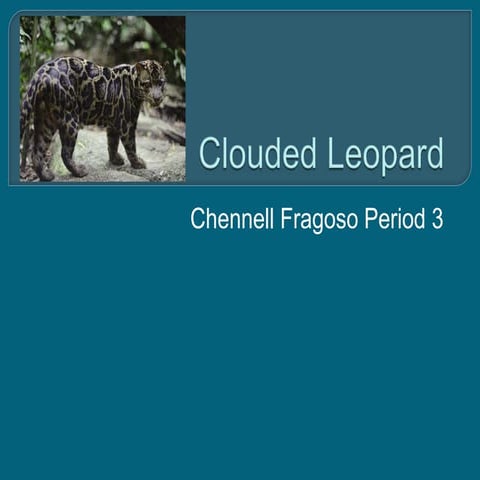 Clouded leopard | PPTX