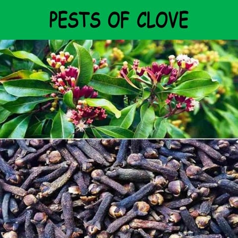 Clove.pptx