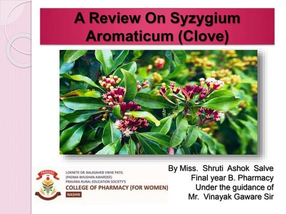 Clove | PPT