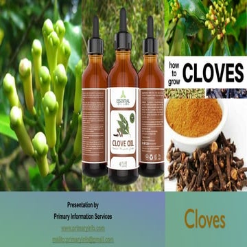 clove cultivation , clove , clove processing | PPTX