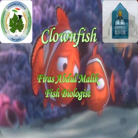 Clown Fish Anatomy A Little Dose Of Wonder Here's One Of The