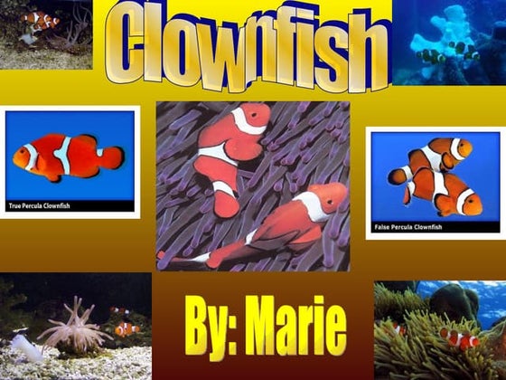 Animals & their habitat | PPT