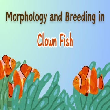 clown fish morphology , facts and breeding.pptx